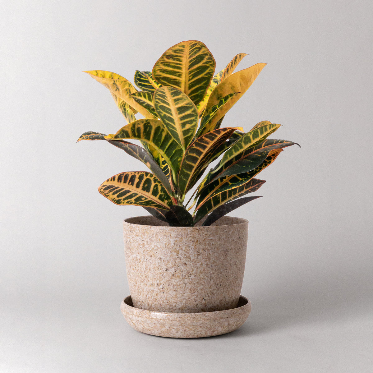 7" Rice Husk Planter Pot – Kanso Designs